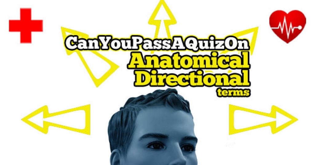 Quizwow Can You Pass This Quiz On Anatomical Directional Terms 