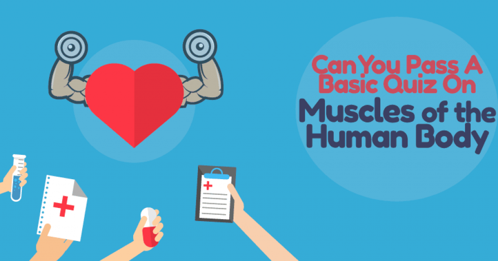 quizwow - Can You Pass A Basic Muscles Of The Human Body Quiz?