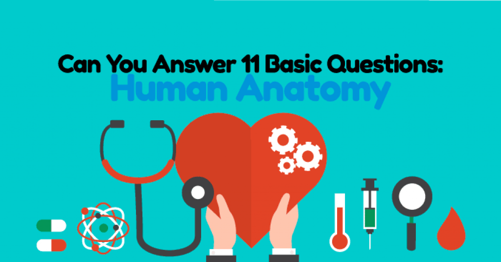 quizwow - Can You Answer 11 Basic Human Anatomy Questions?