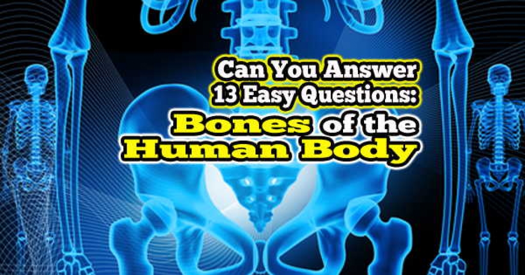 quizwow - Can You Answer 13 Easy Questions On Bones Of The Human Body?